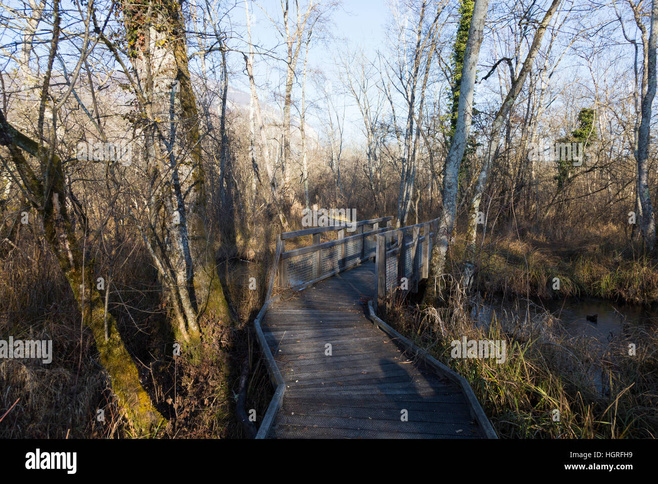 Raised woodland track hi-res stock photography and images - Alamy
