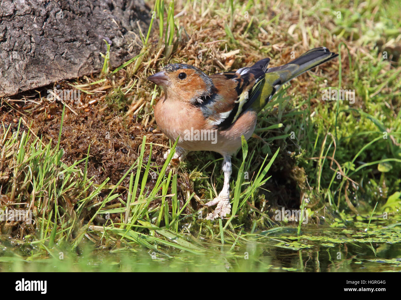 Scaly male hi-res stock photography and images - Alamy