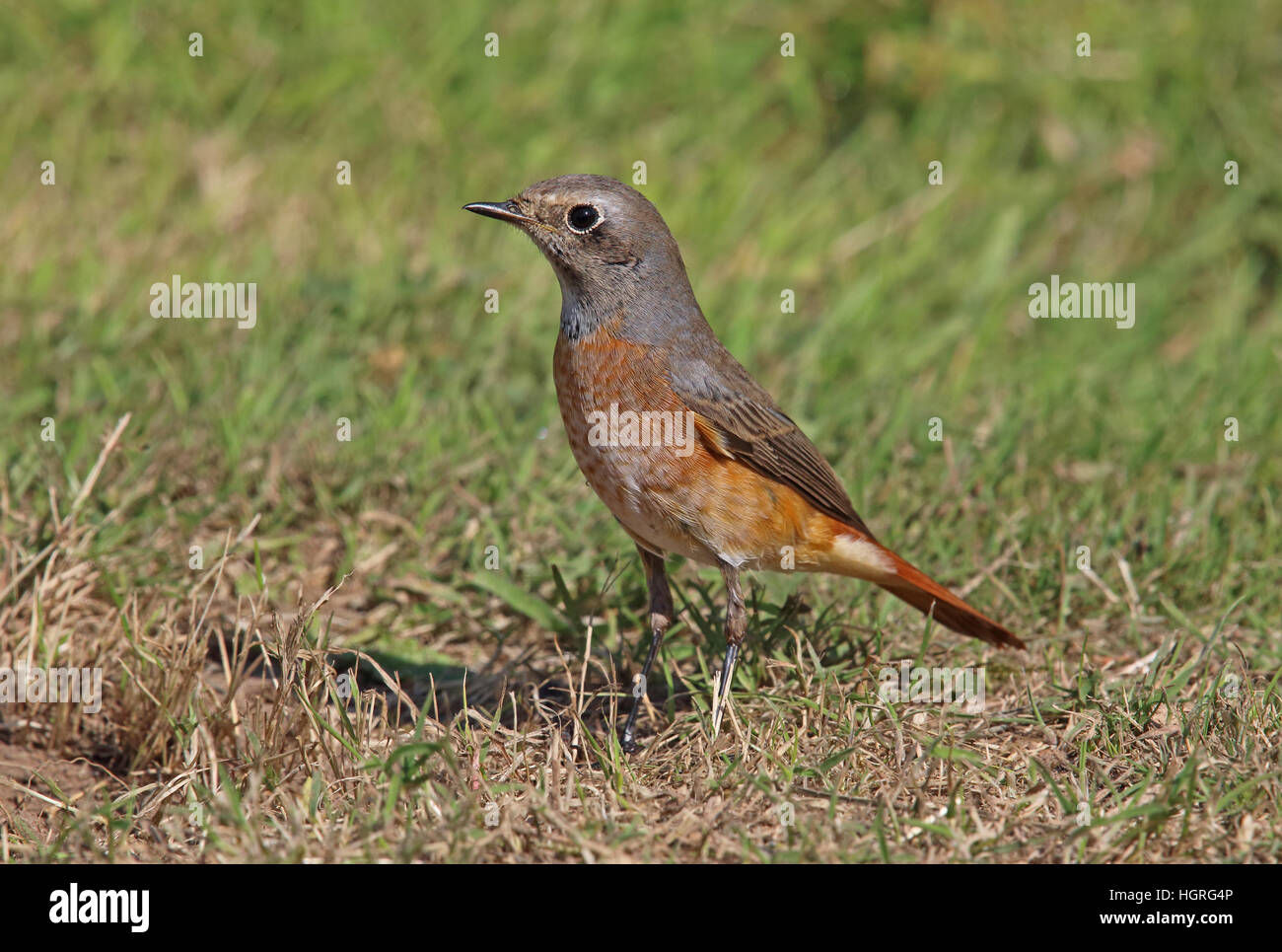 Common Redstart (Phoenicurus phoenicurus phoenicurus) immature male ...