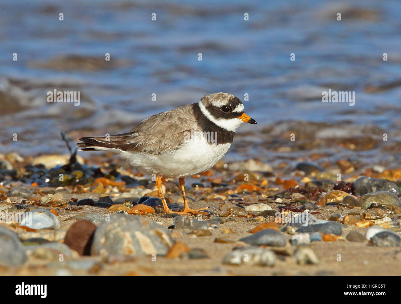 Common Ringed Plover (Charadrius hiaticula hiaticula) adult standing on ...