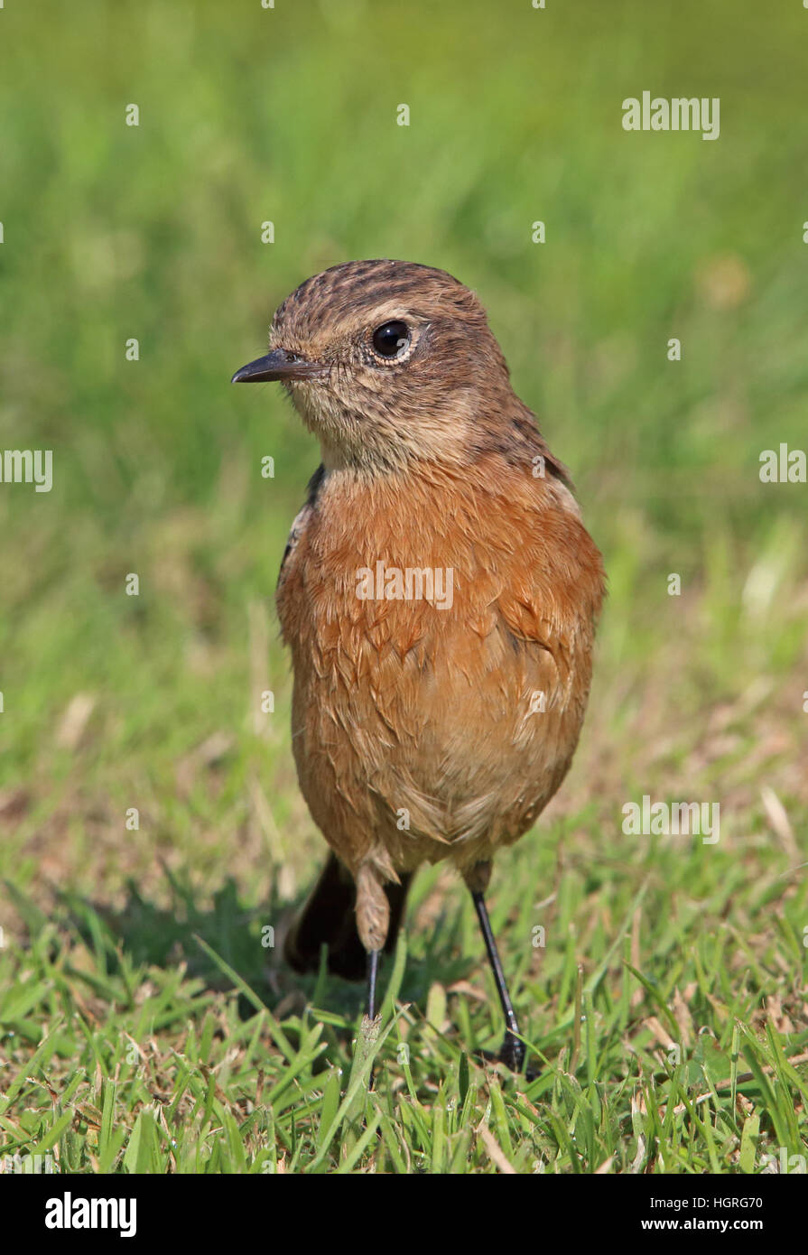 Juvenile Stonechat High Resolution Stock Photography and Images - Alamy