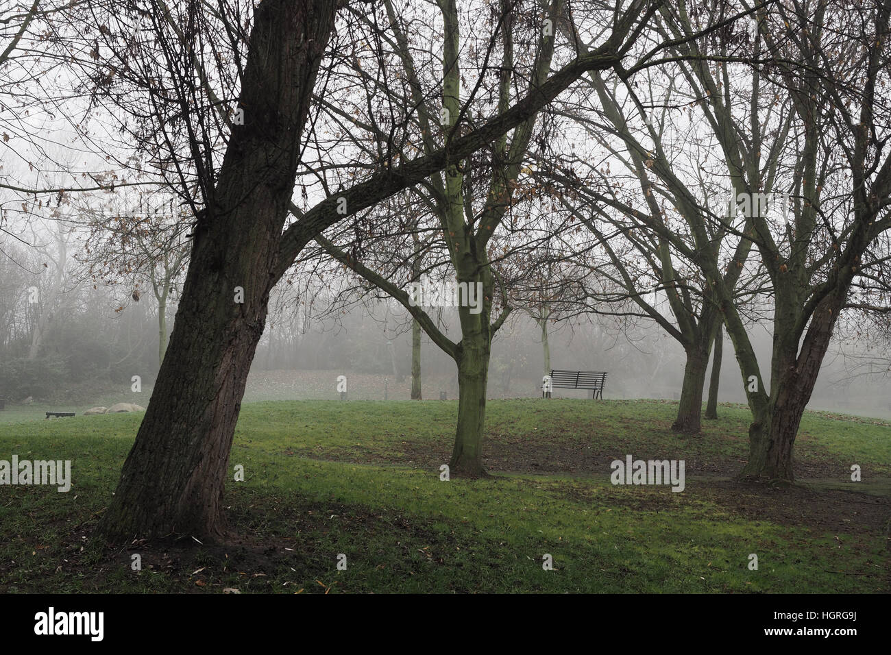 On a foggy, frostly winter morning, in one of the quiet green spaces of ...
