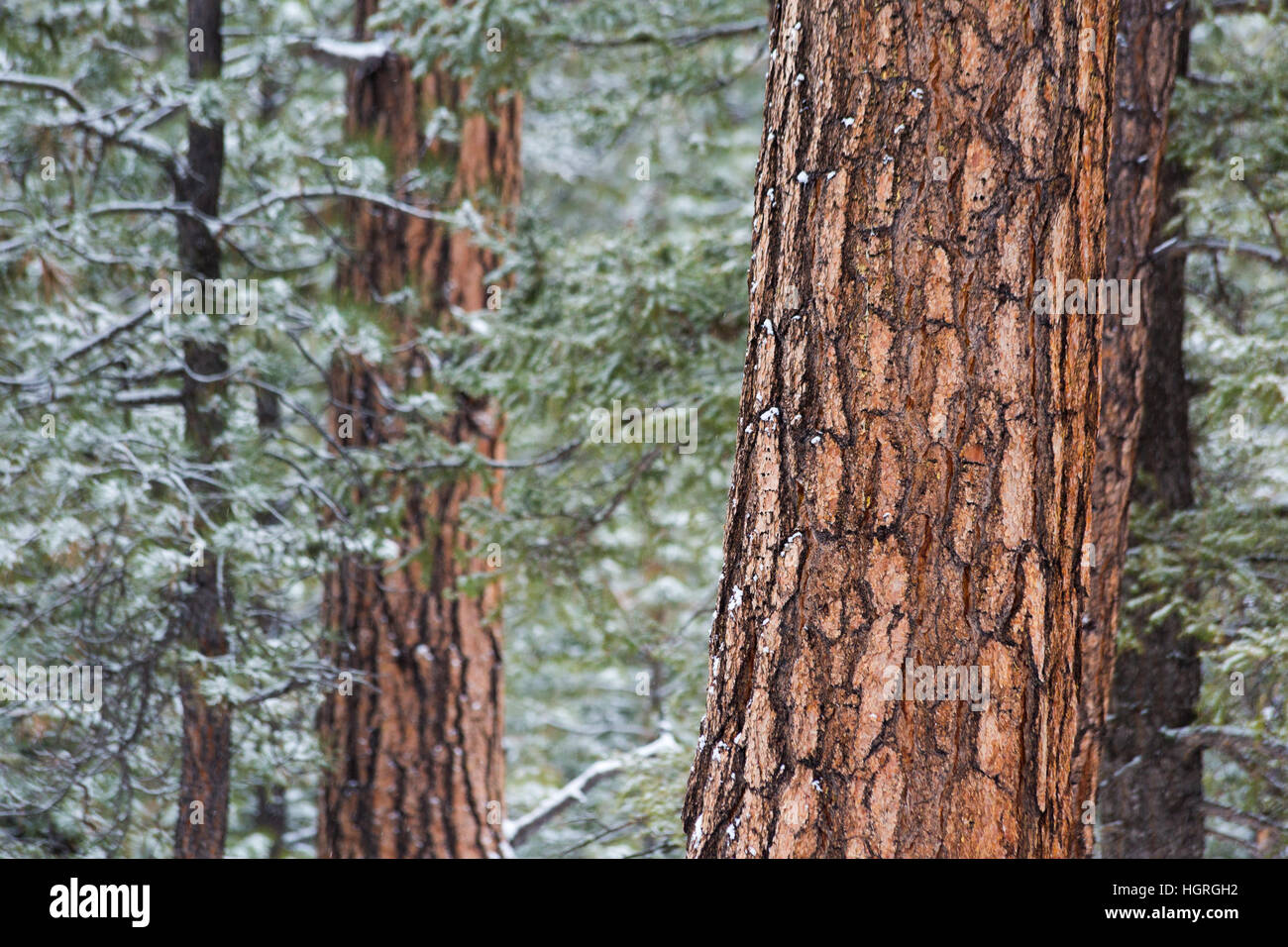 In the desert spruce forest hi-res stock photography and images - Alamy