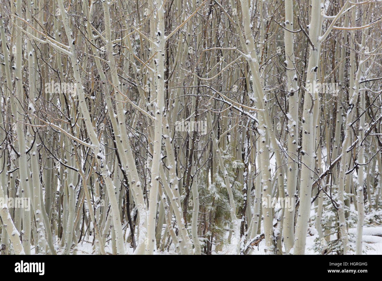 Aspen trees snow hi-res stock photography and images - Alamy