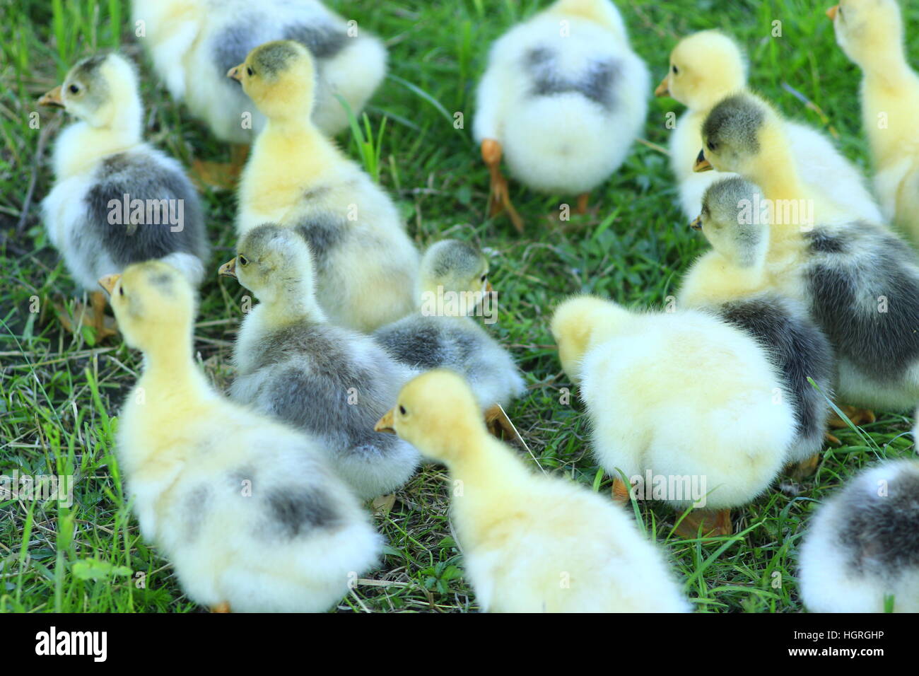 brood of young goslings on the grass in the village Stock Photo - Alamy