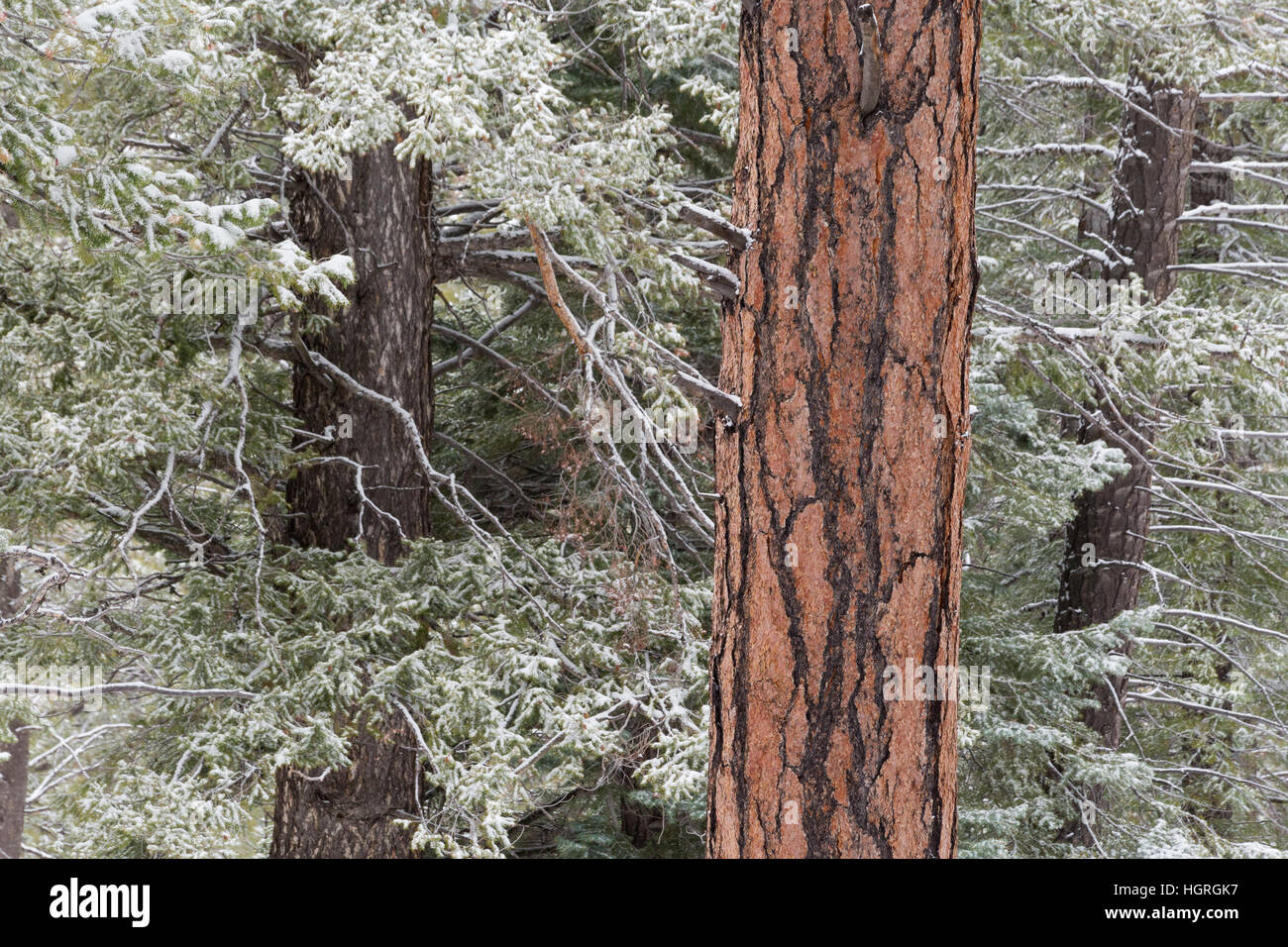 A large ponderosa pine tree in front of spruce and fir trees on the ...
