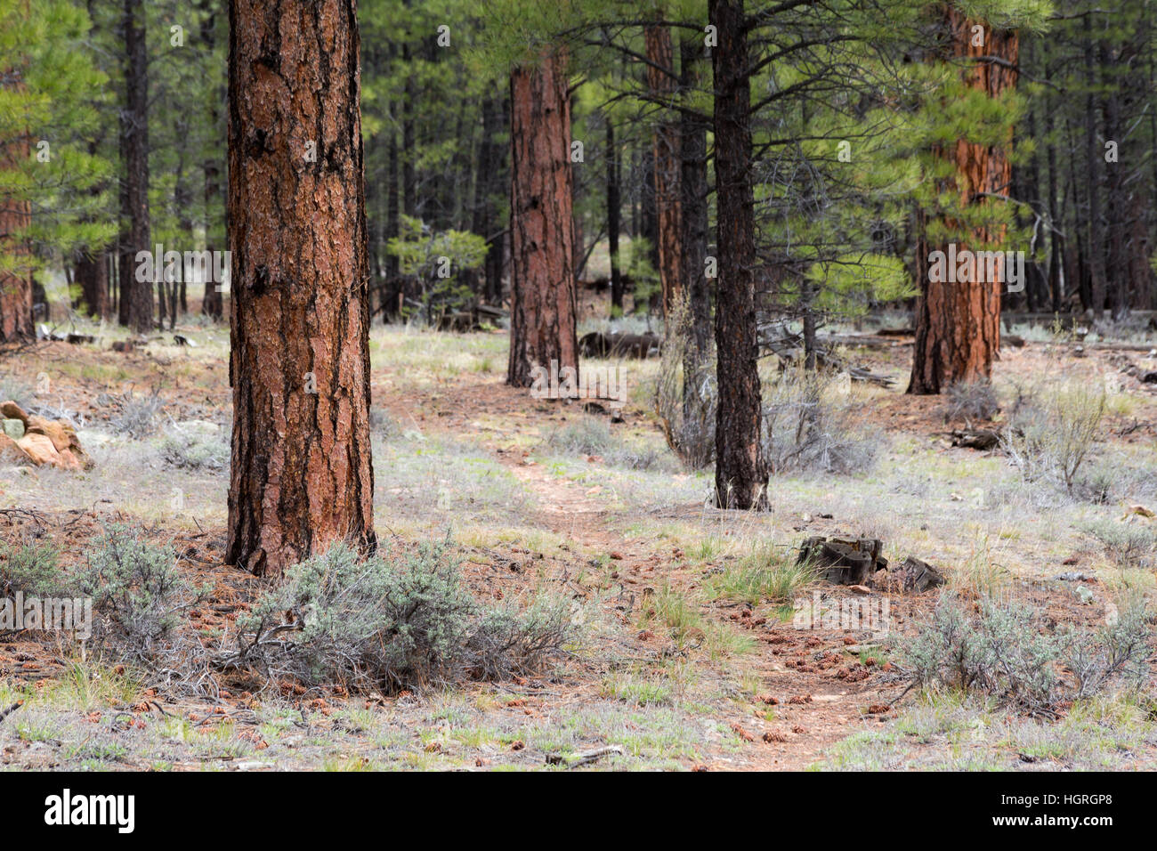 The Arizona Trail winding through large pondeorsa pine trees on the ...