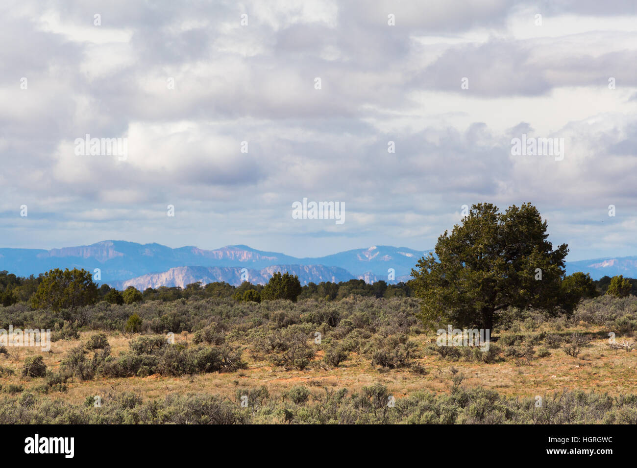 Sagebrush and juniper trees covering the open expanses of the northern ...