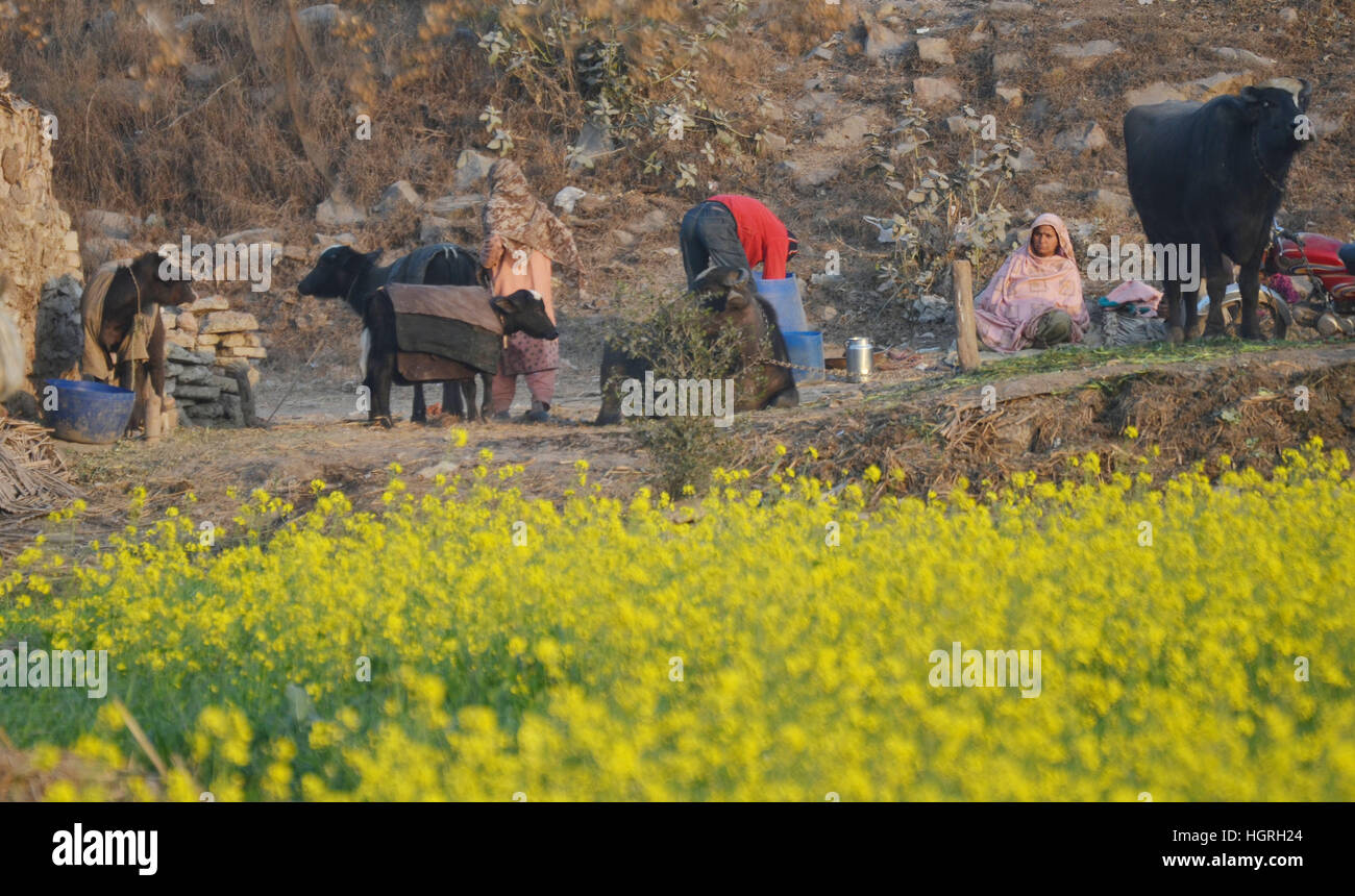 Lahore, Pakistan. 12th Jan, 2017. Pakistani people busy in their ...