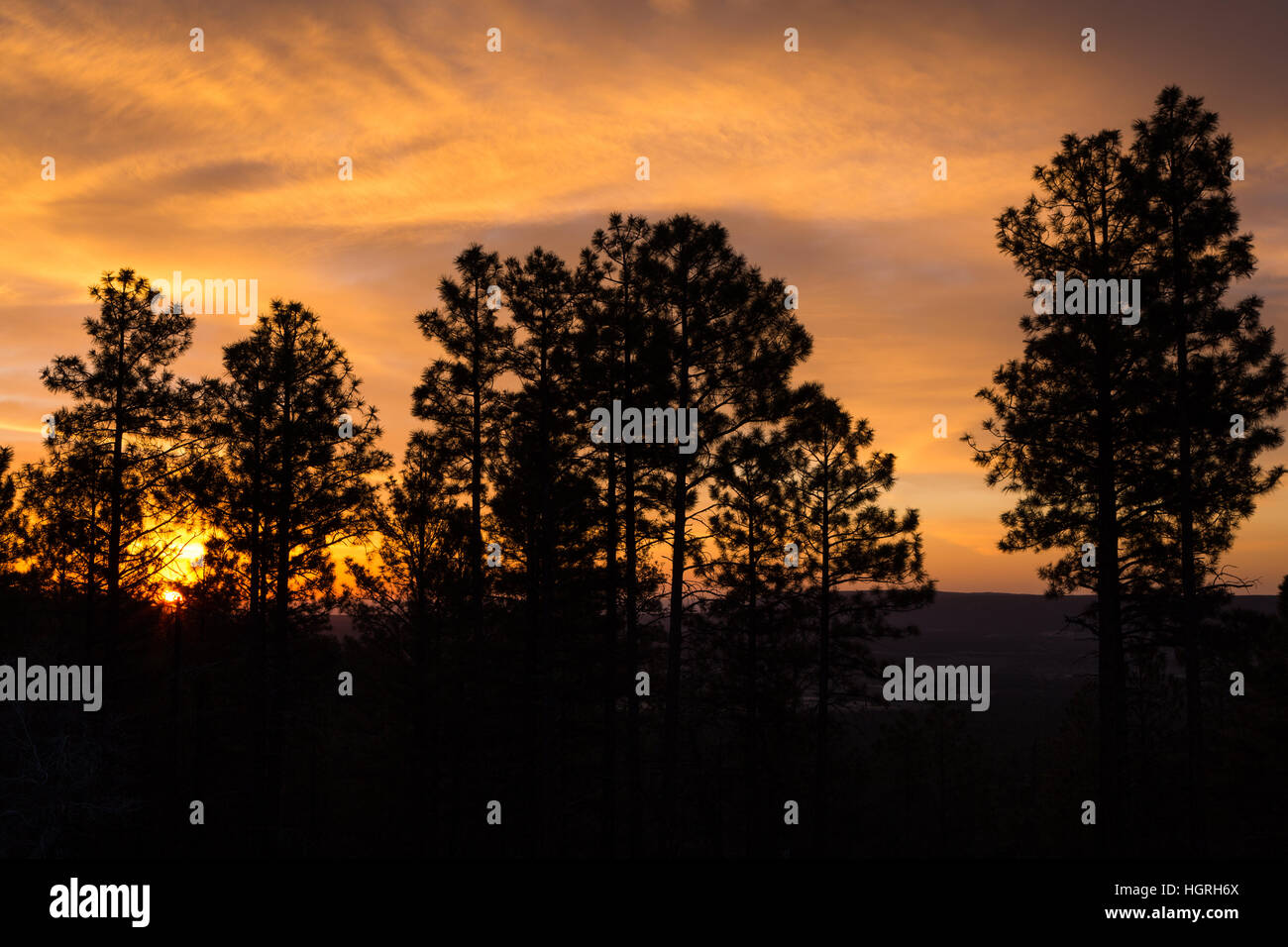 The sun rising behind ponderosa pine trees along the Arizona Trail on ...