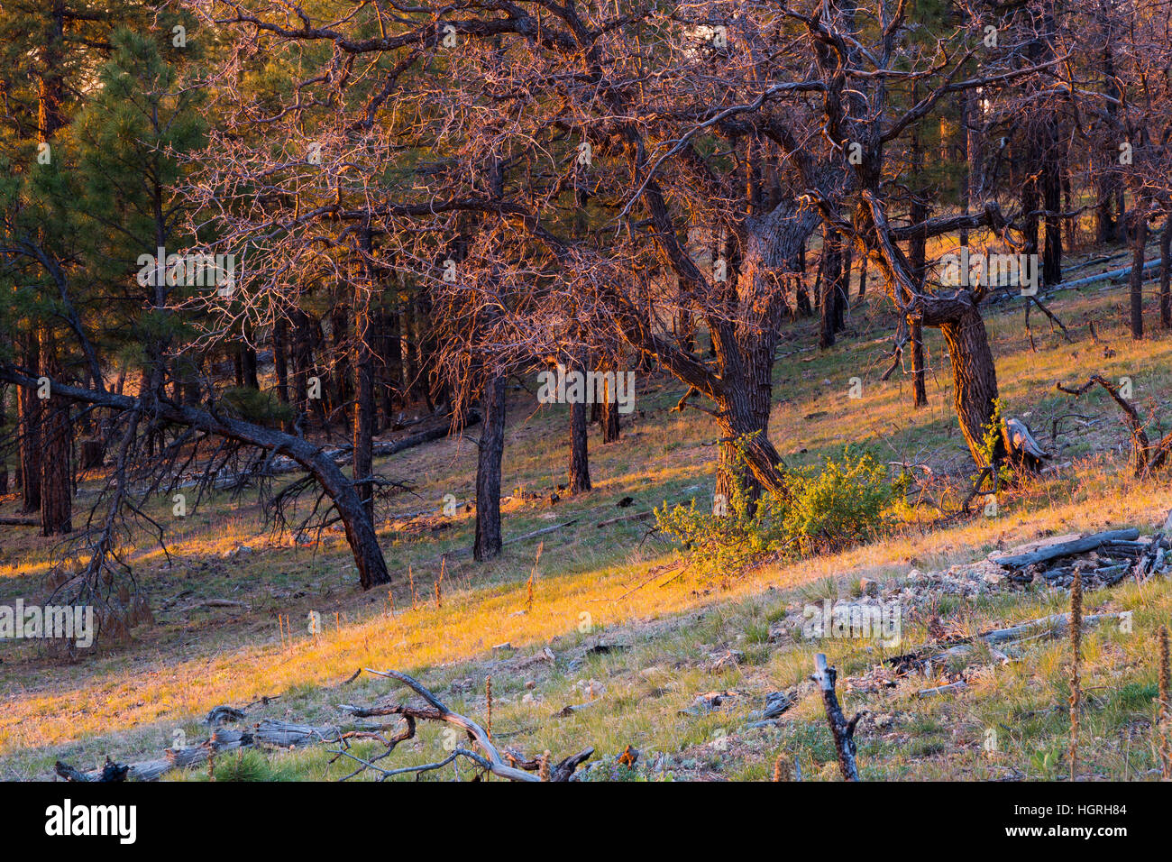 Sunrise lighting up oak and ponderosa pine trees on the Coconino Rim ...