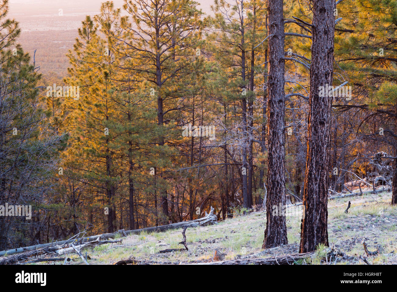 Sunrise lighting up ponderosa pine trees on the Coconino Rim along the ...