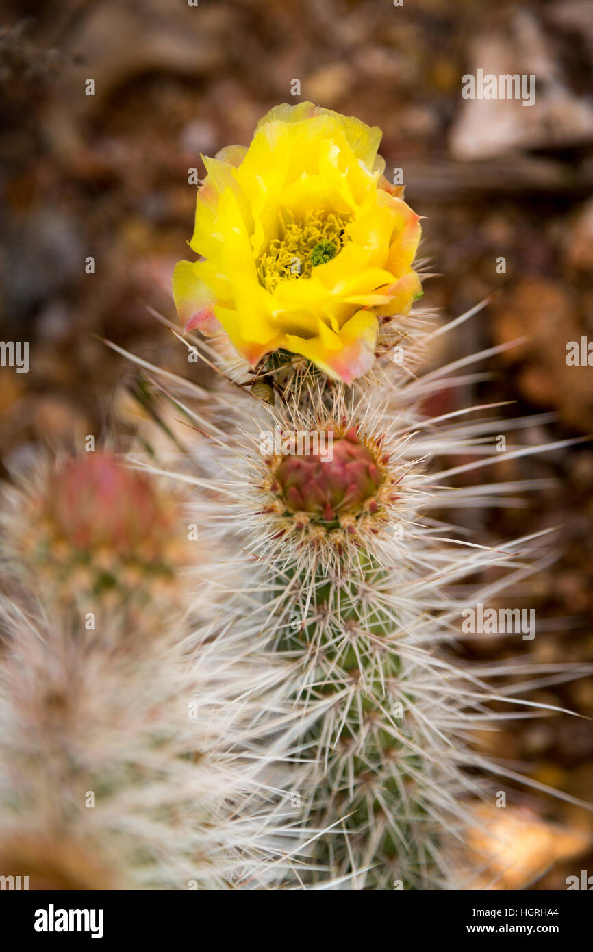 A flower blooming on a prickly pear cactus along the Arizona Trail ...