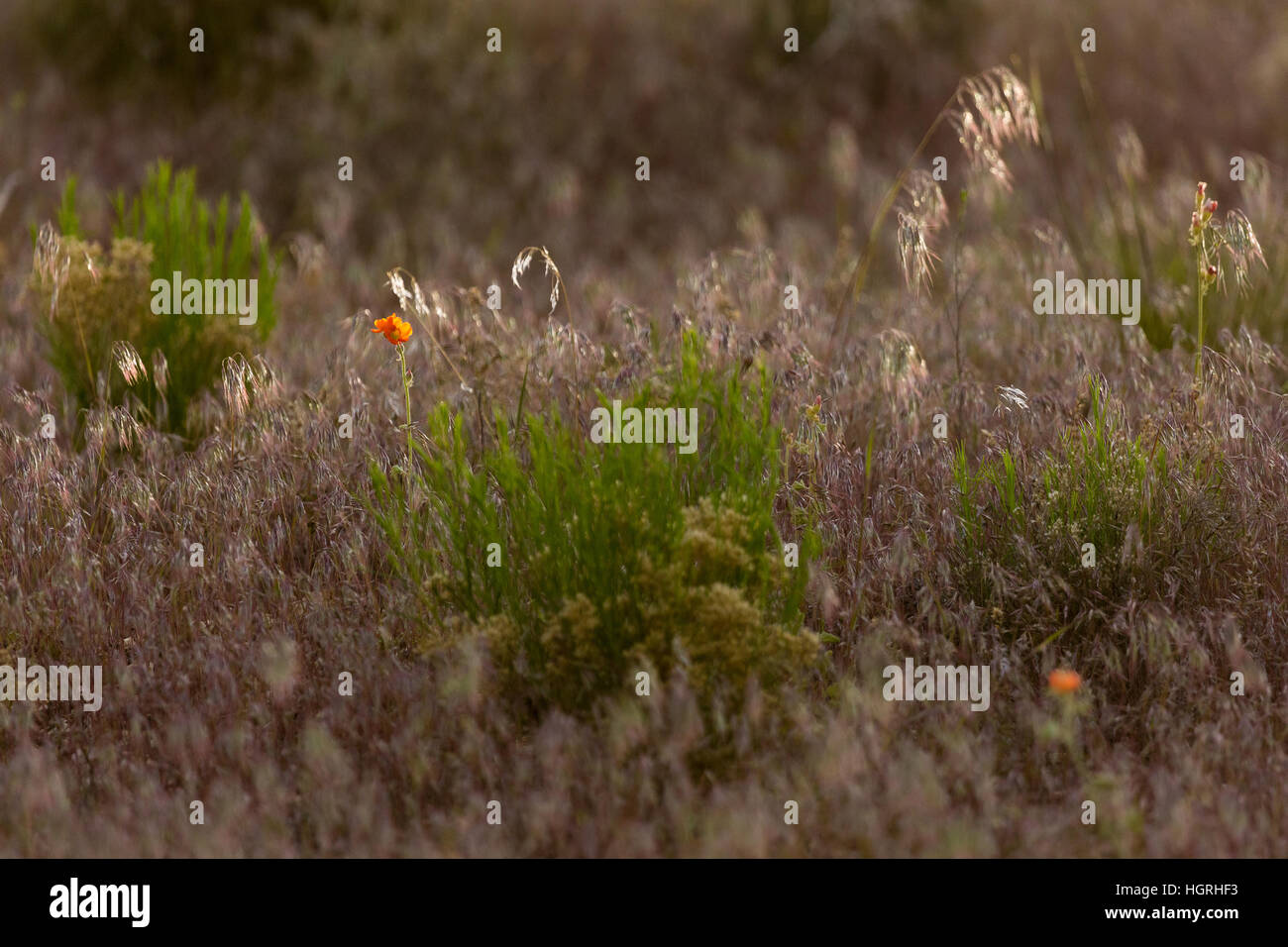 A lone orange globe mallow above the surrounding grasses along the ...