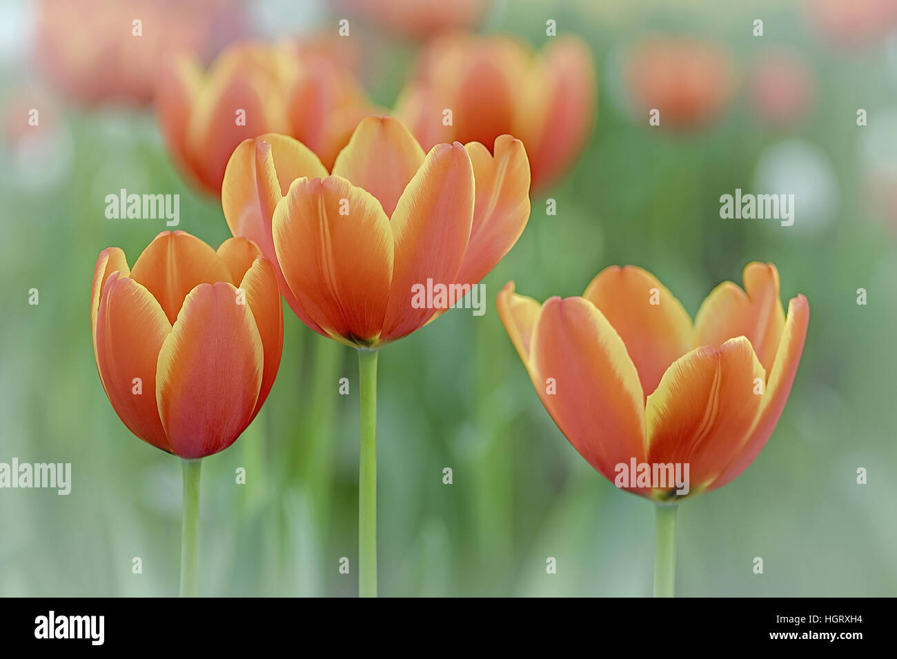 China. 12th Jan, 2017. Tulips seen blooming in China. © SIPA Asia/ZUMA ...