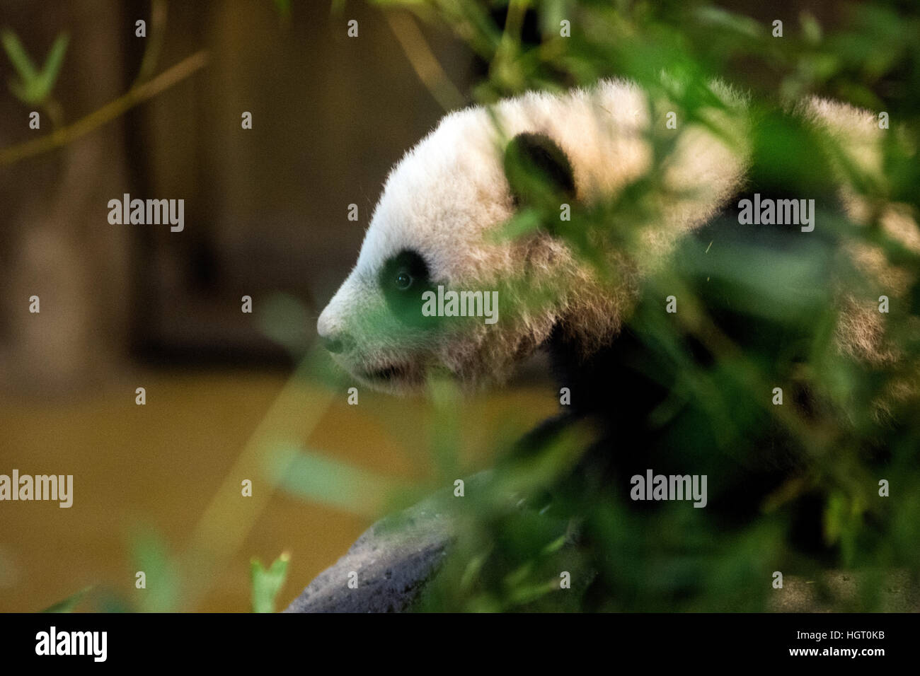 Madrid, Spain. 12th Jan, 2017. New panda Chulina presented at Madrid ...