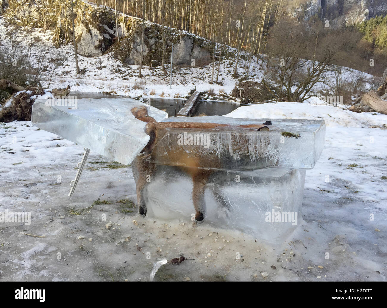 Fridingen, Germany. 13th Jan, 2017. A block of ice with a frozen fox ...