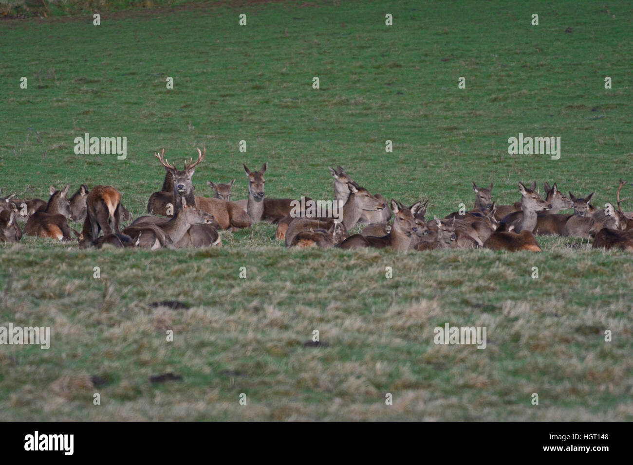 Ashton Frost High Resolution Stock Photography and Images - Alamy