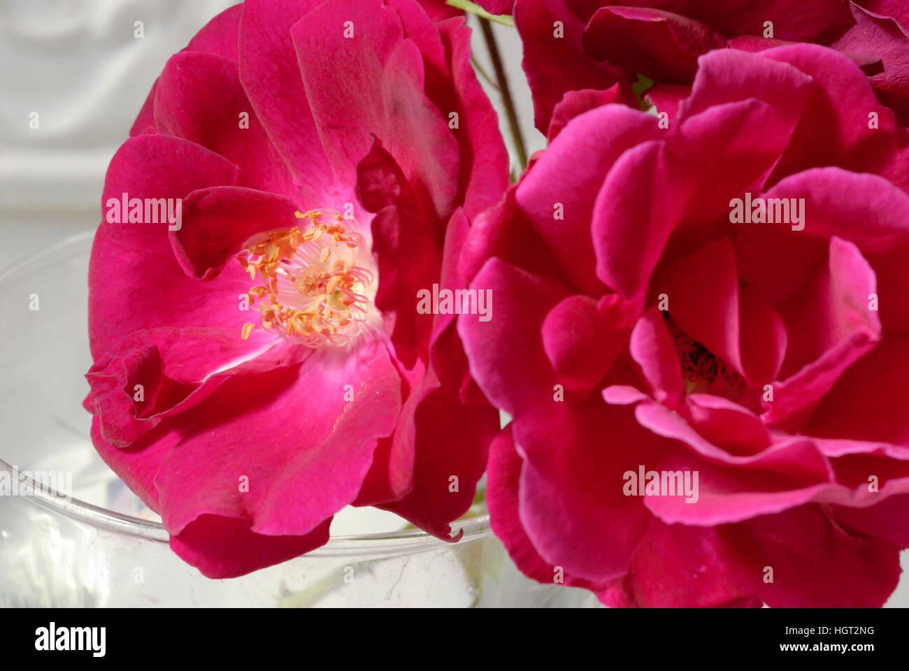 Red roses in vase Stock Photo - Alamy