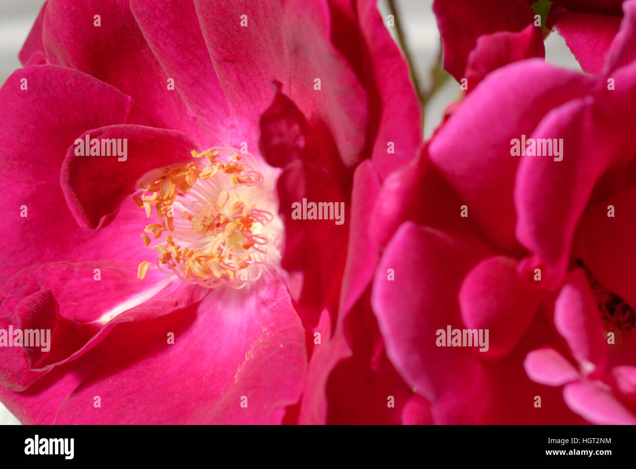 Vase red roses hi-res stock photography and images - Alamy