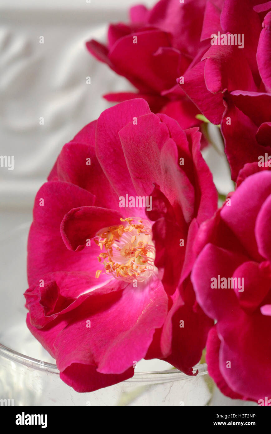 Red roses in vase Stock Photo - Alamy