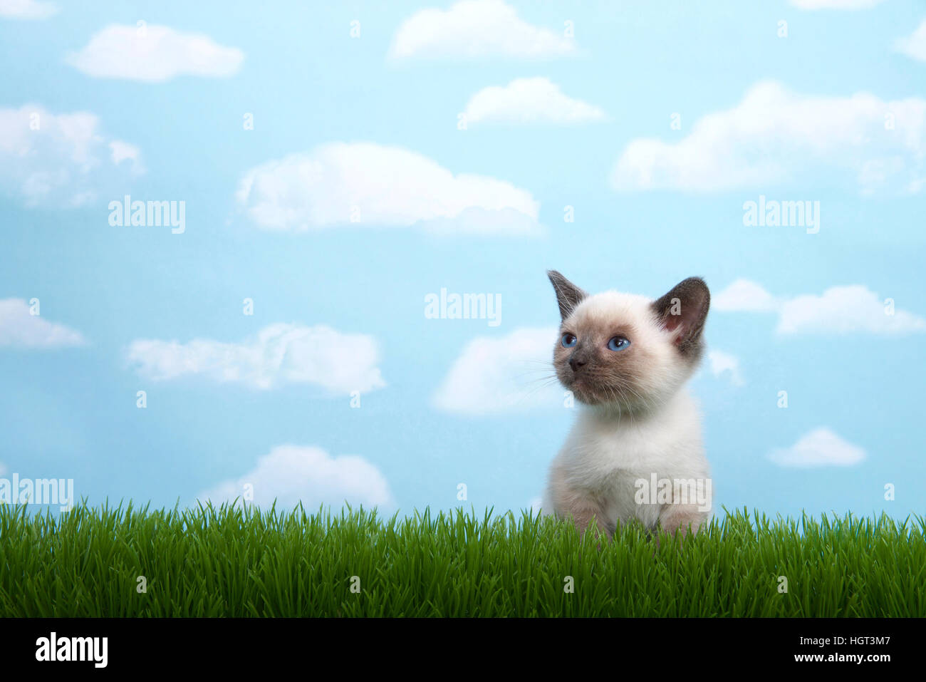 One tiny siamese kitten with munchkin traits sitting in grass looking ...