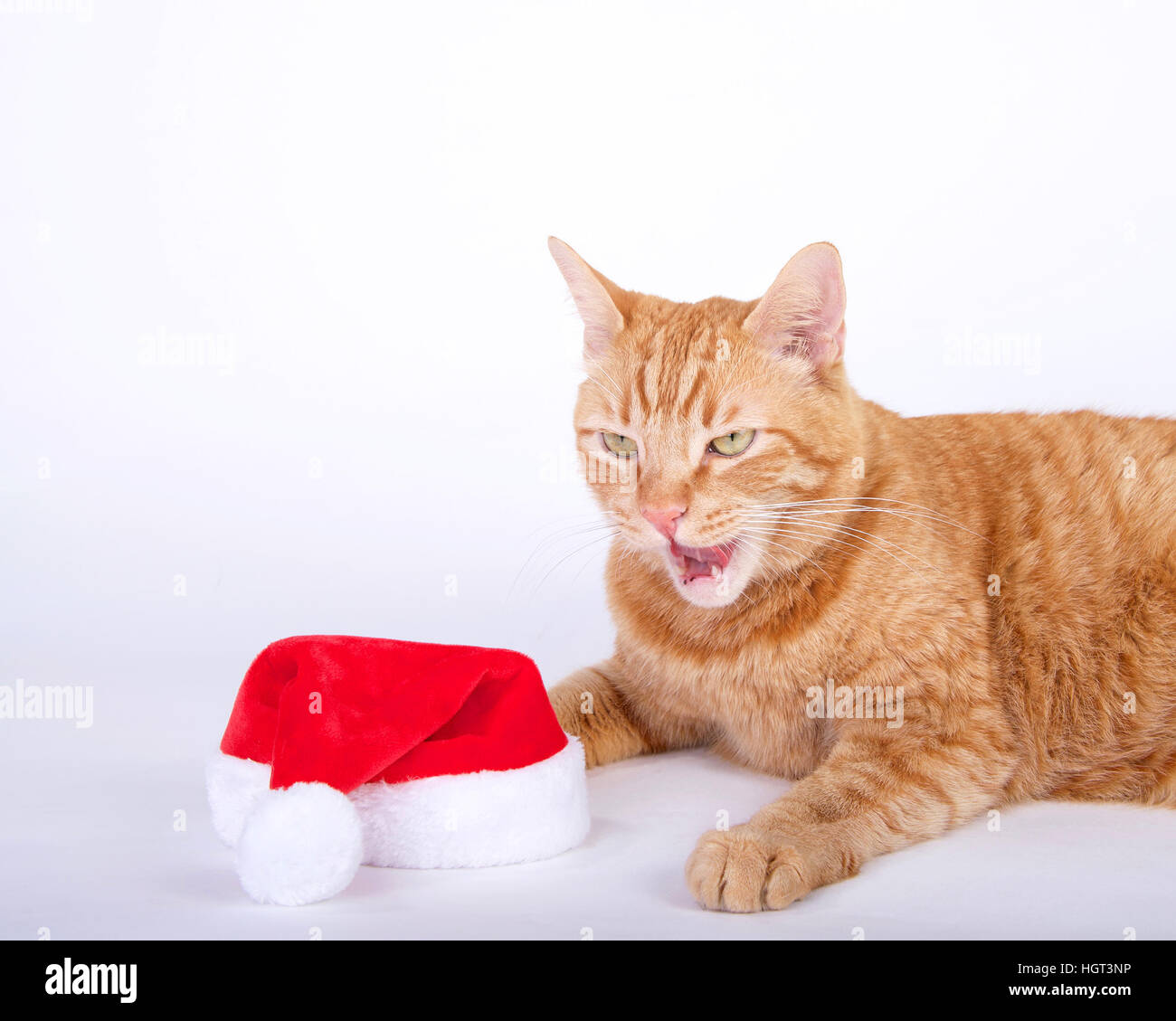 Cute orange cat mouth open hi-res stock photography and images - Alamy