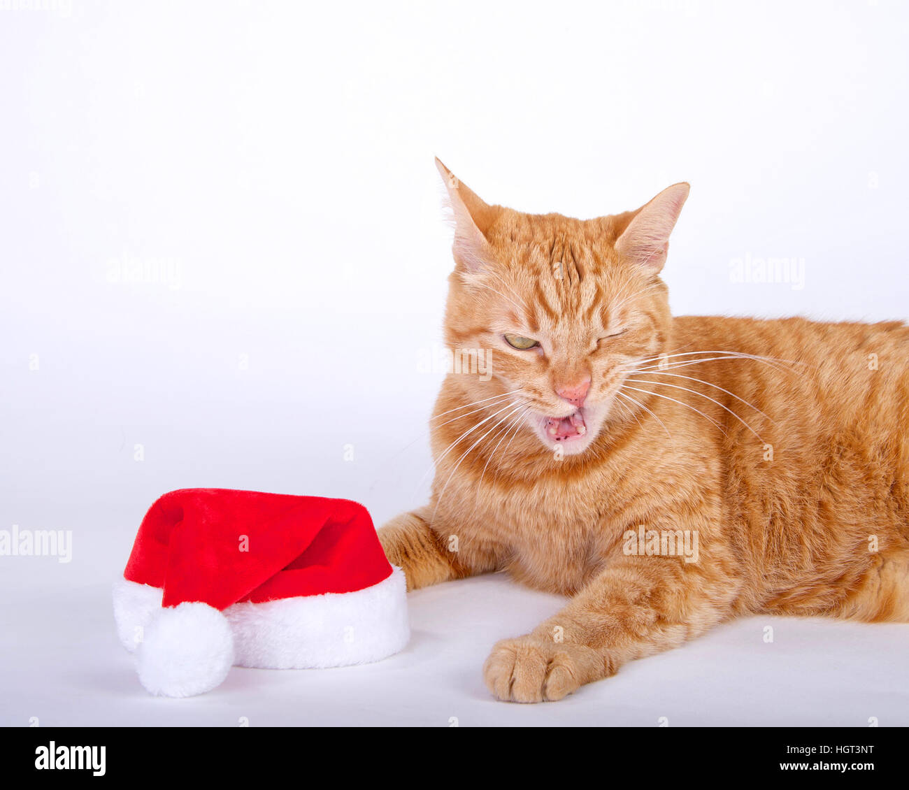 Orange tabby cat laying next to santa hat with mouth open like that did ...