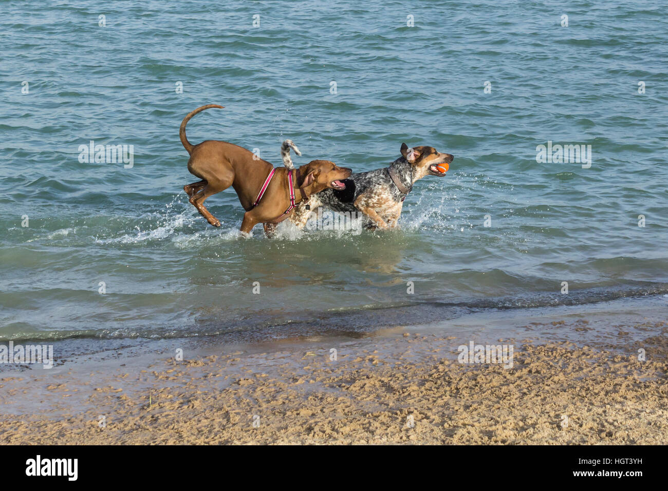 Black rhodesian ridgeback hi-res stock photography and images - Alamy