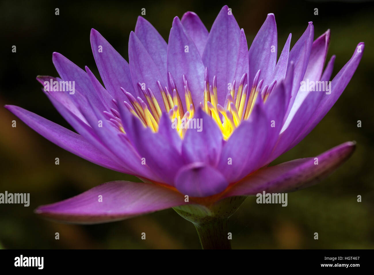 Blue lotus, also blue water lily or sacred blue lily (Nymphaea caerulea ...