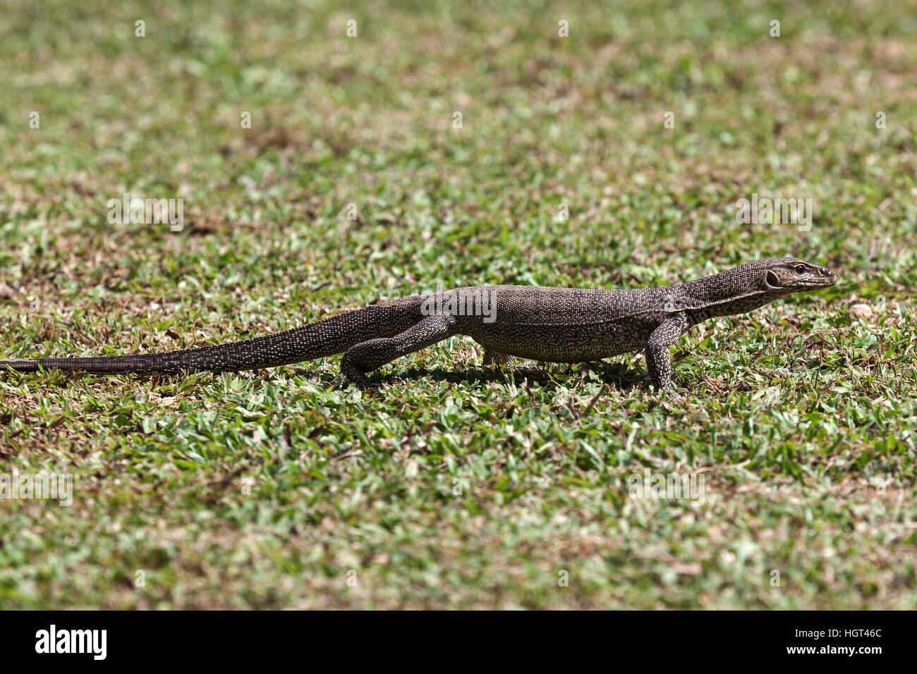 Bengal or common Indian monitor (Varanus bengalensis), juvenile, Sri ...