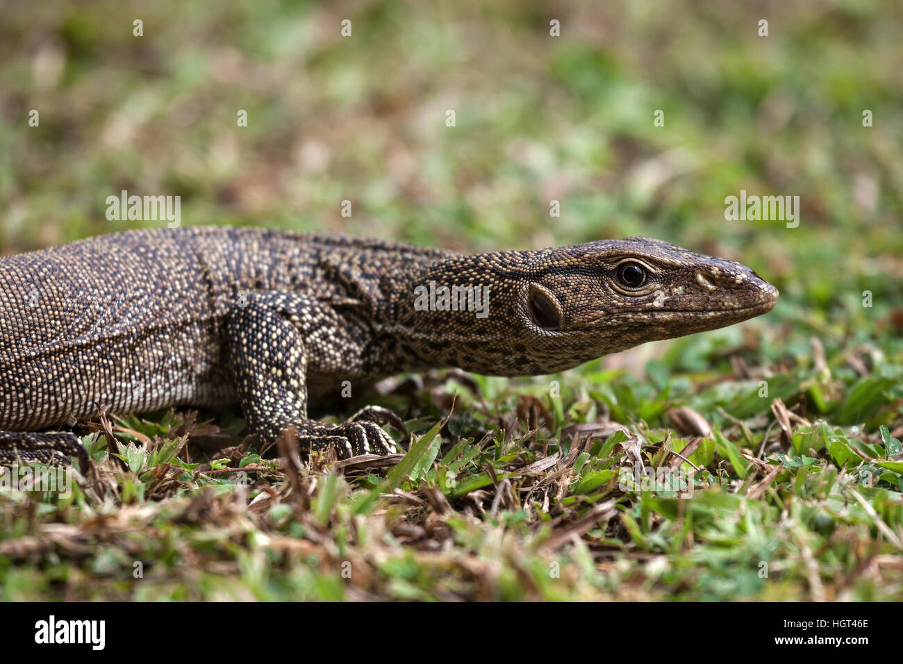 Bengal or common Indian monitor (Varanus bengalensis), juvenile, Sri ...
