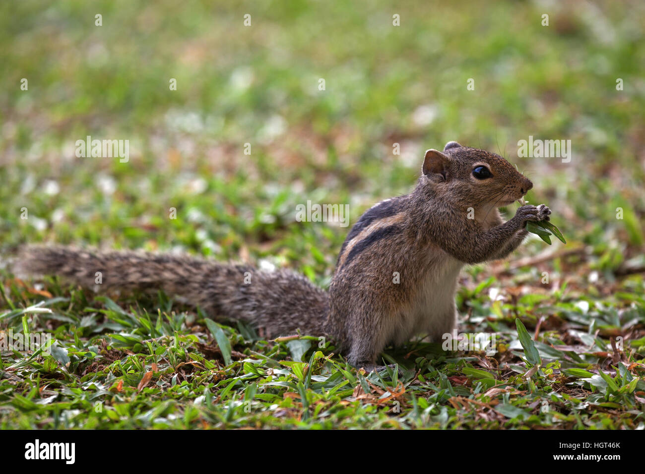 Palm squirrel (Funambulus sp.) eating grass, Sri Lanka Stock Photo - Alamy