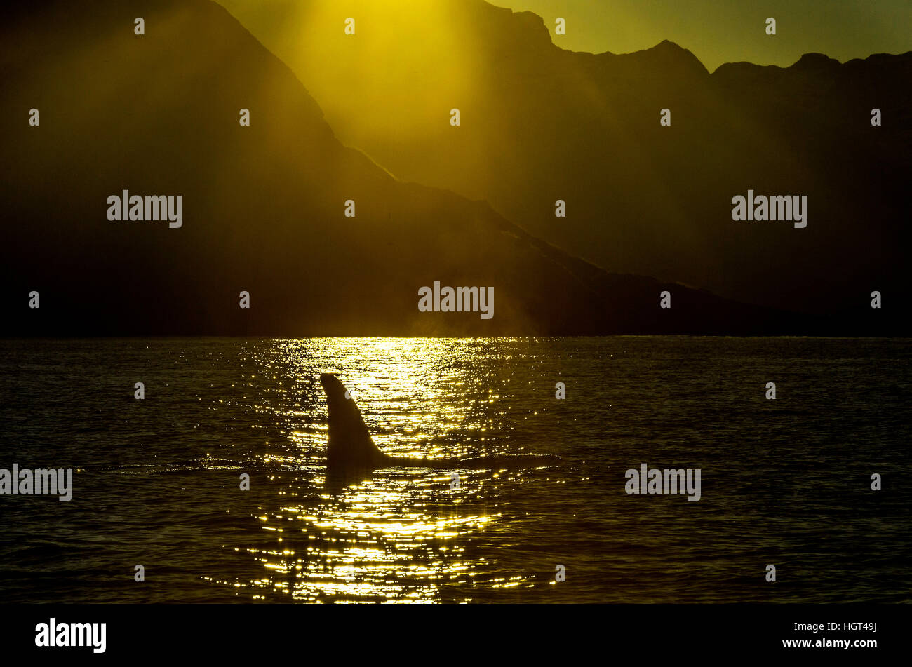 Orca or killer whale (Orcinus orca) at sunset, Kaldfjorden, Norway ...