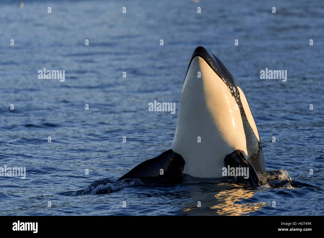 Killer whale orcinus orca head hi-res stock photography and images - Alamy