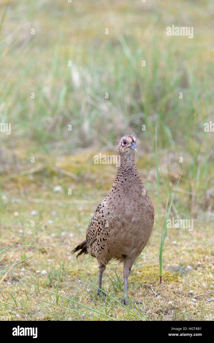 Pheasant (Phasianus colchicus), hen standing in the dunes, Norderney ...