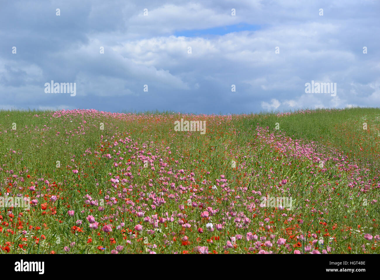 Poppy field with opium poppies (Papaver somniferum) and common poppies ...
