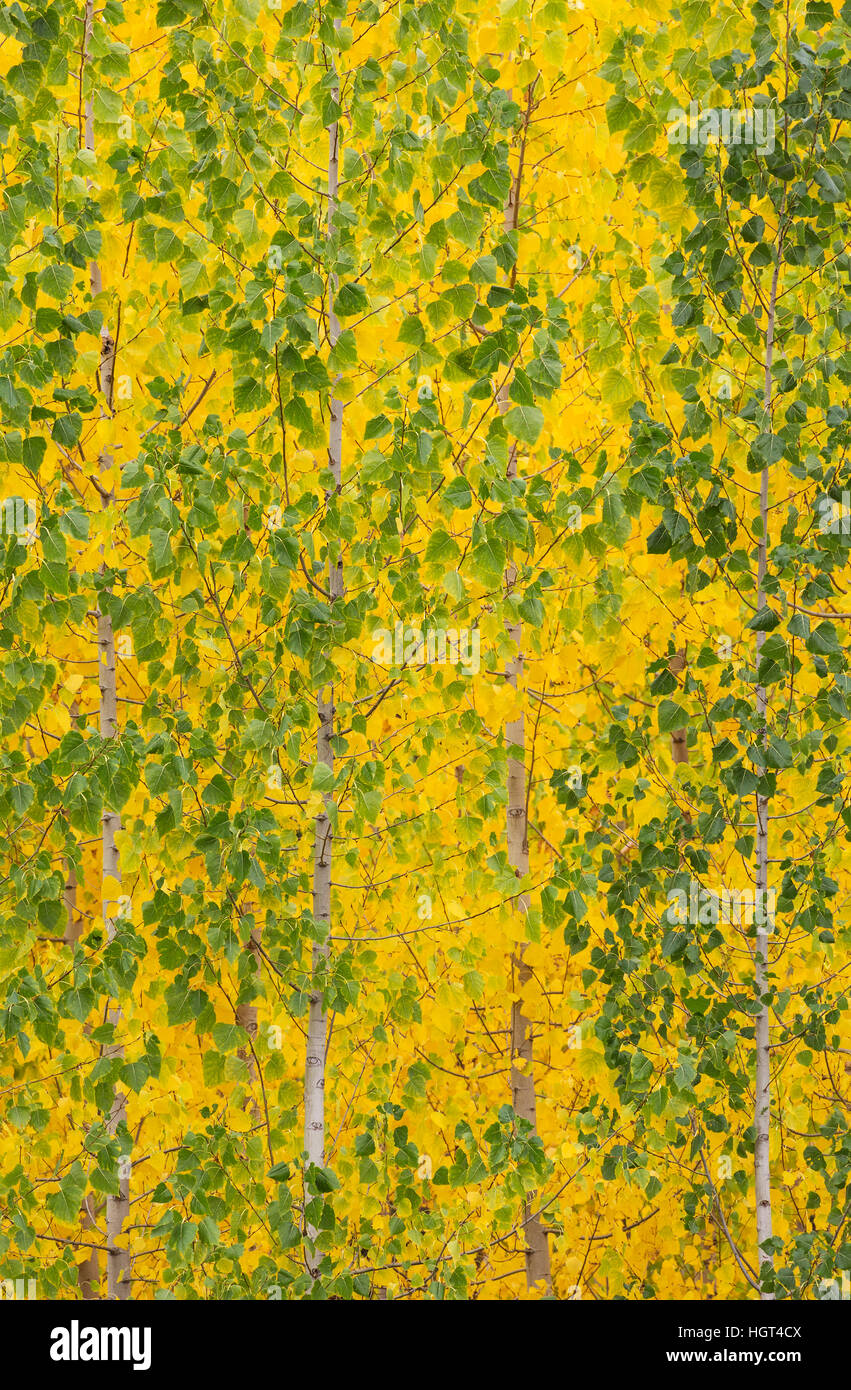 Yellow aspens (Populus tremula) in autumnal colours, cultivated for ...