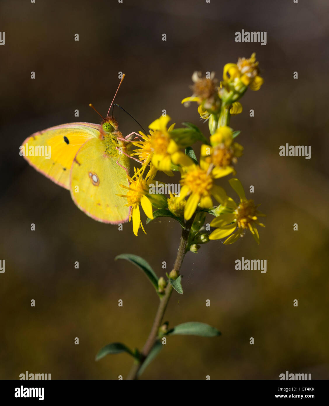 Gathering plants hi-res stock photography and images - Alamy