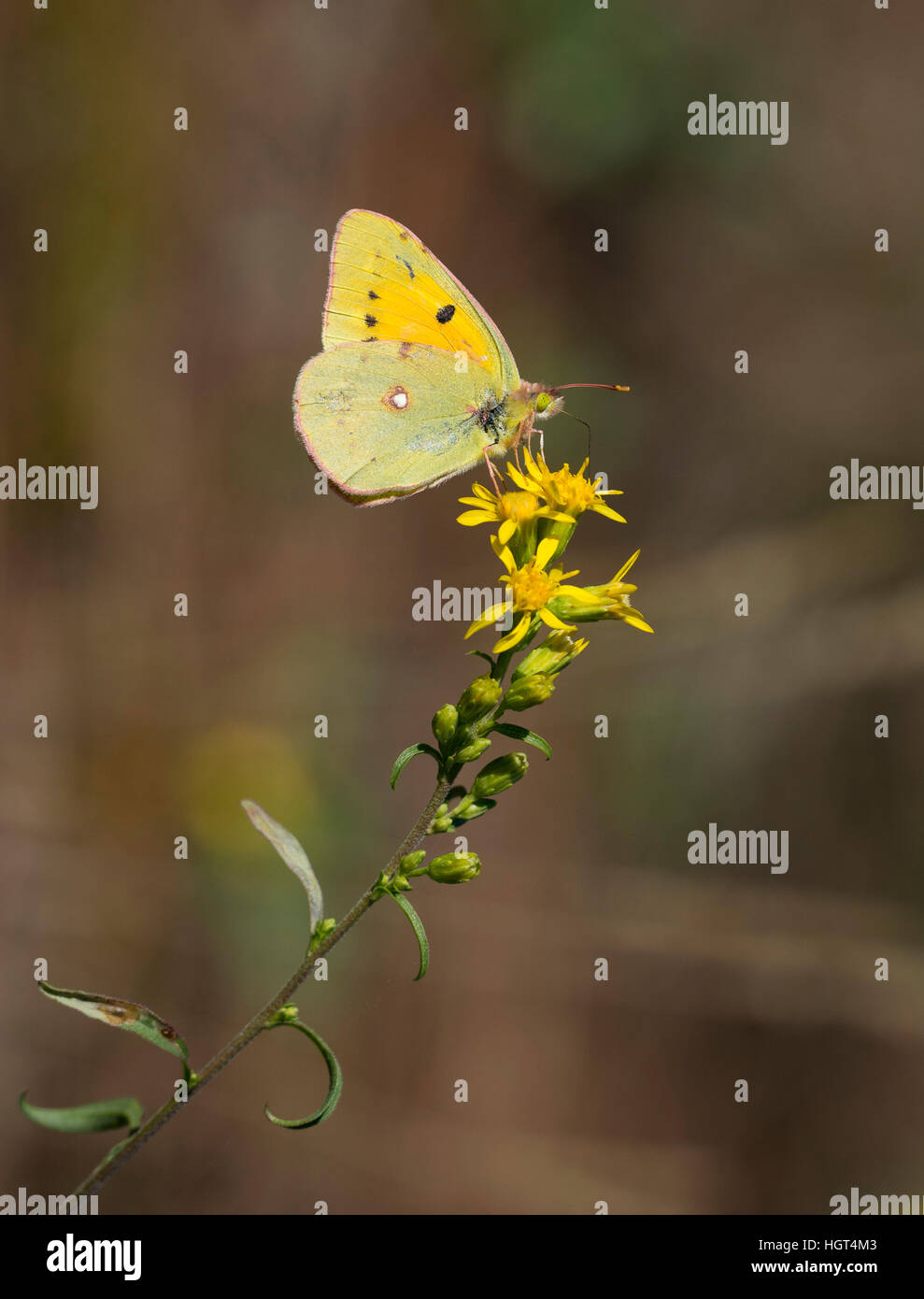 Colias croceus gathering one flower Stock Photo - Alamy