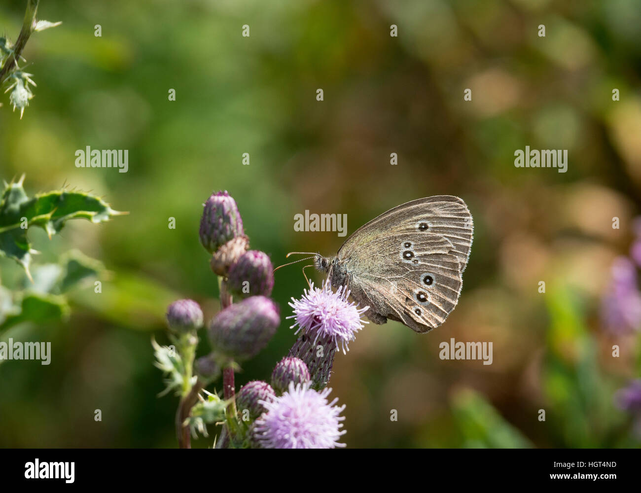 Butterfly gathering one flower Stock Photo - Alamy