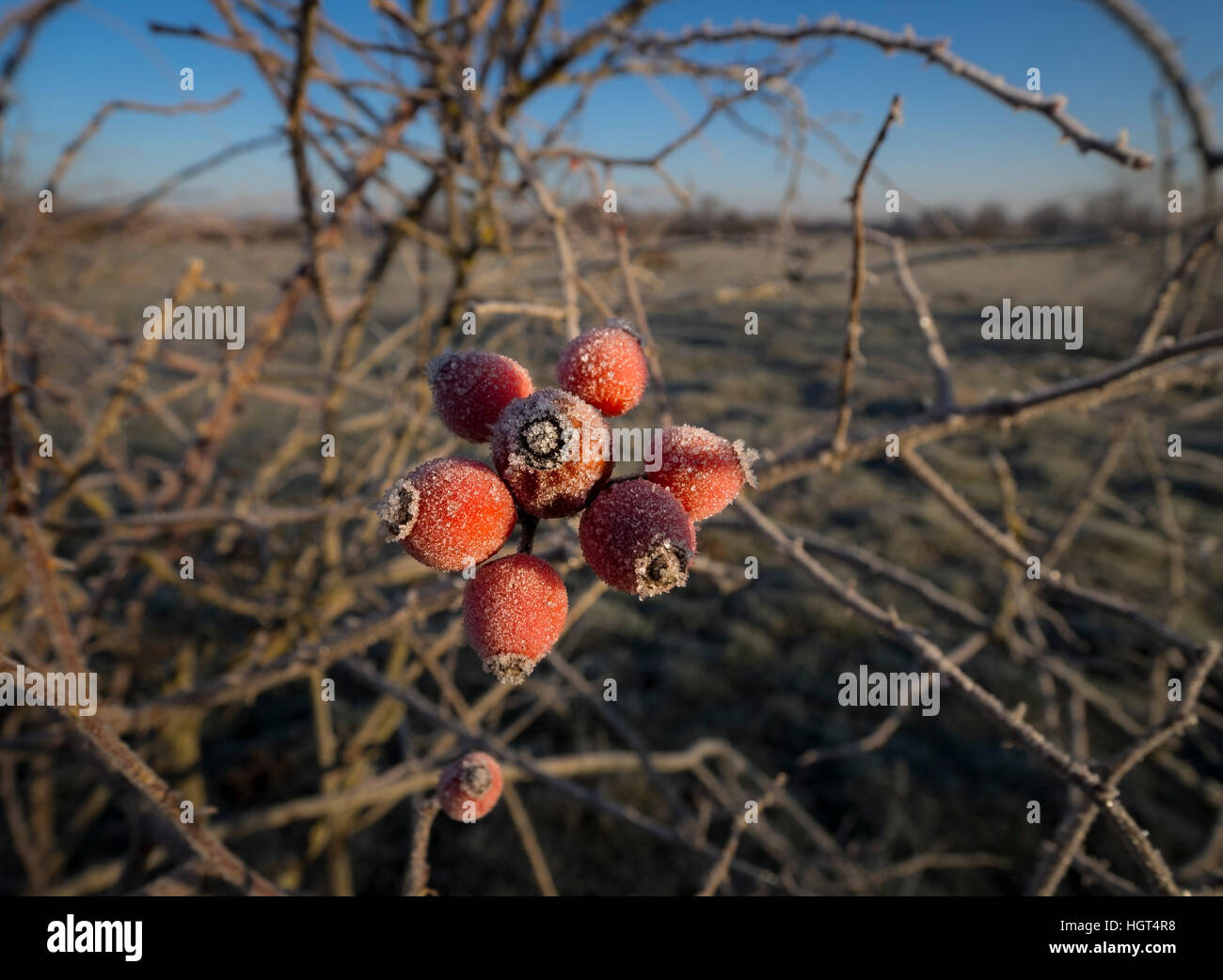 Rose hips covered with frost in a bush in winter Stock Photo - Alamy