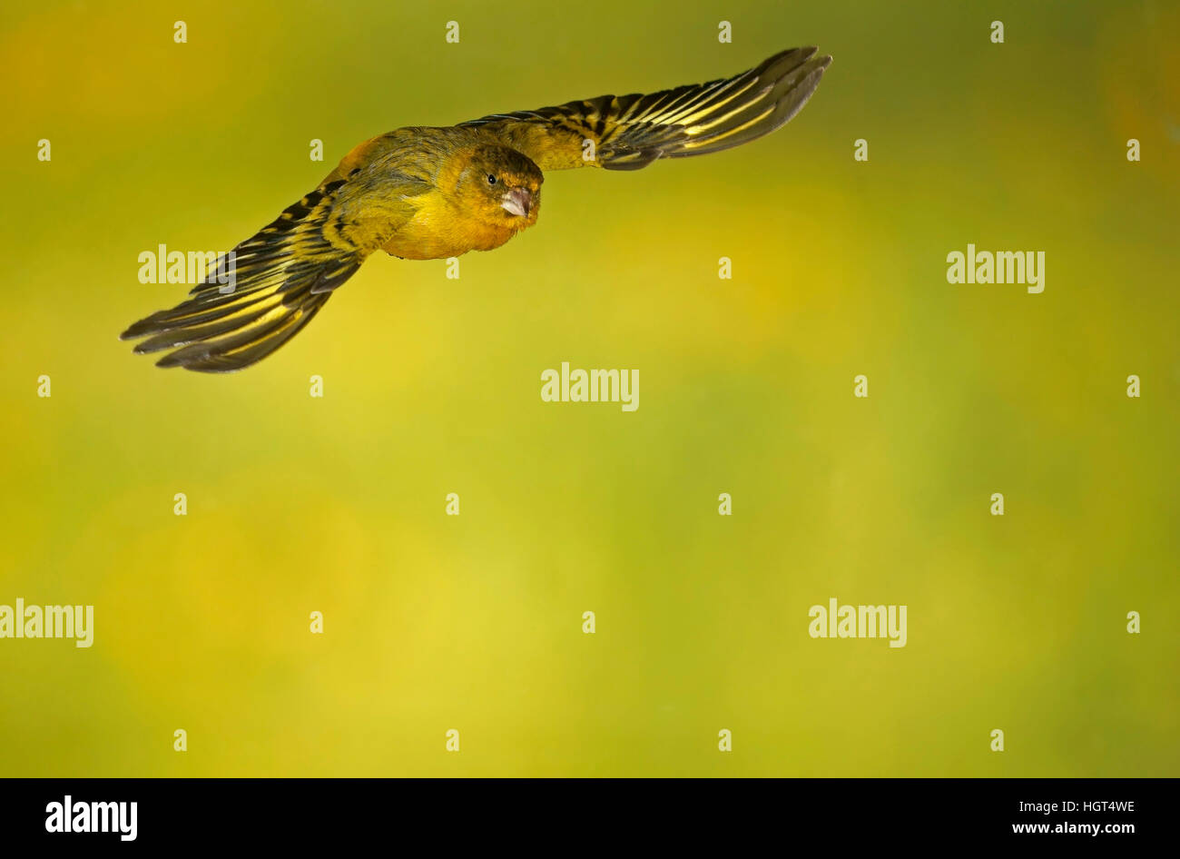 Domestic canary in flight hi-res stock photography and images - Alamy