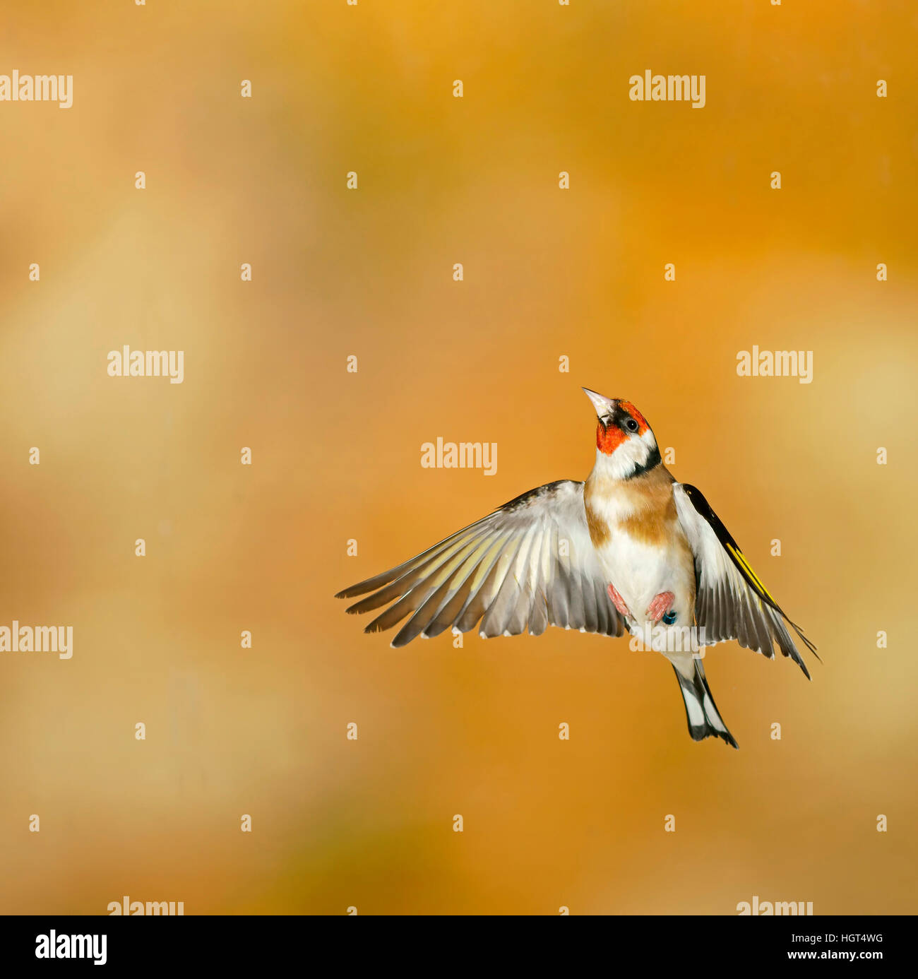 Goldfinch in flight hi-res stock photography and images - Alamy