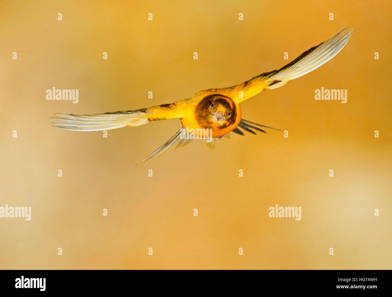 Domestic canary (Serinus canaria forma domestica) in flight, Germany ...
