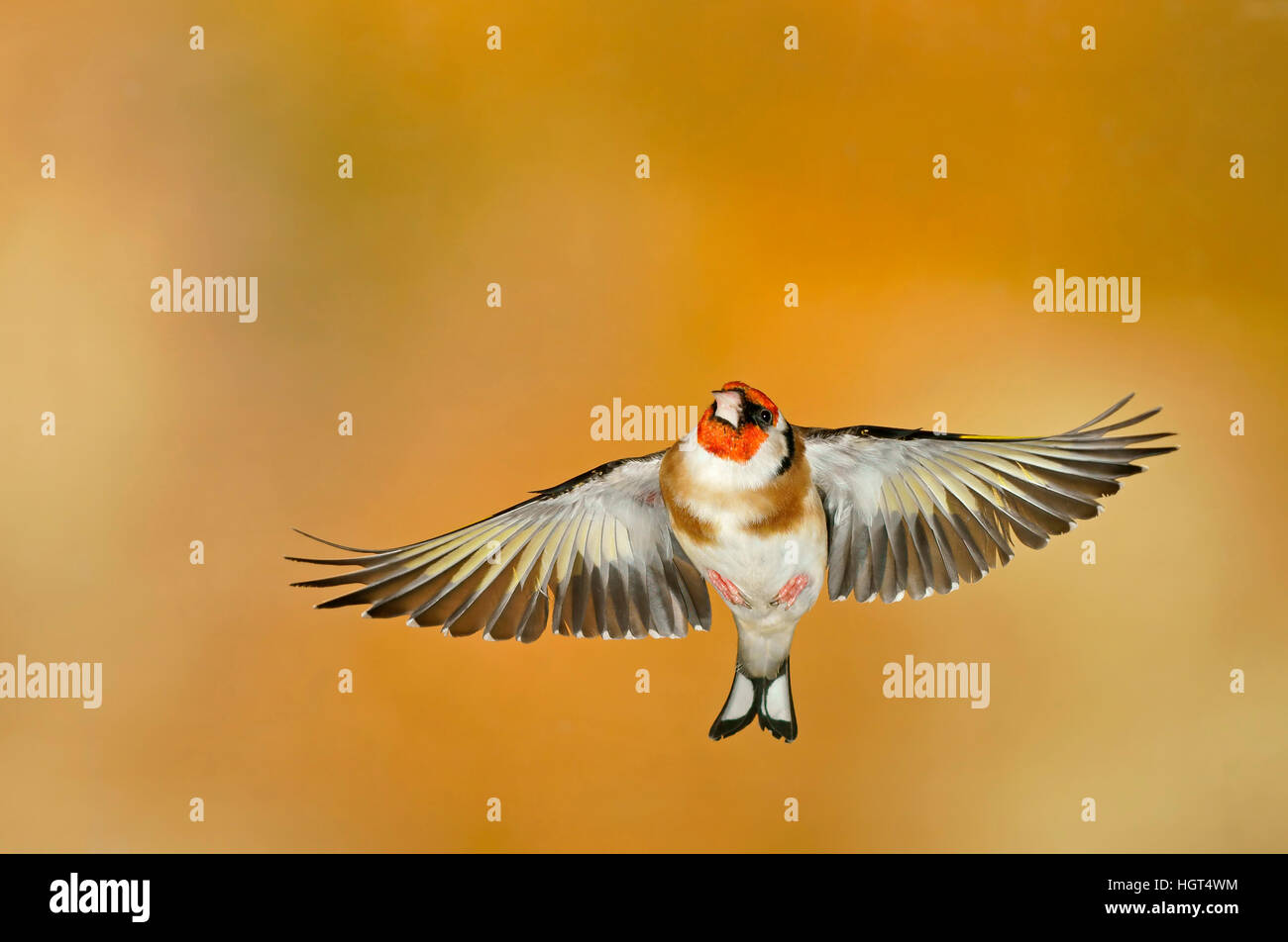 Goldfinch in flight hi-res stock photography and images - Alamy