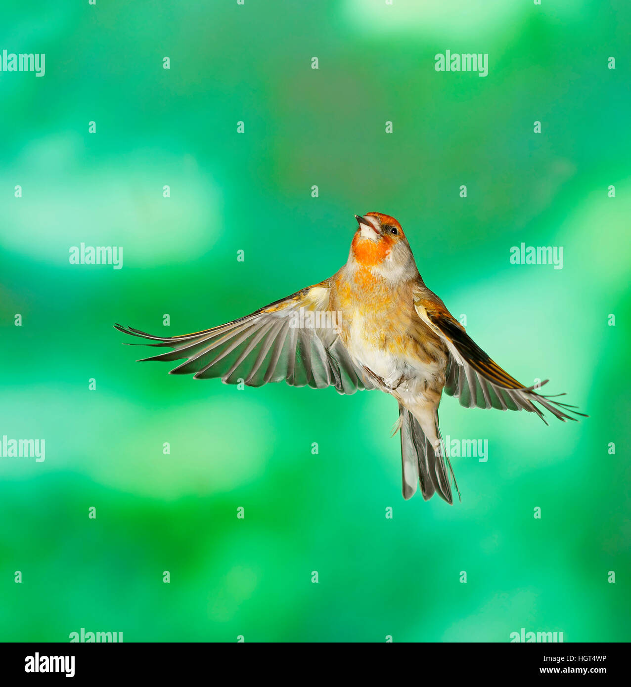 Domestic canary (Serinus canaria forma domestica) in flight, Germany ...