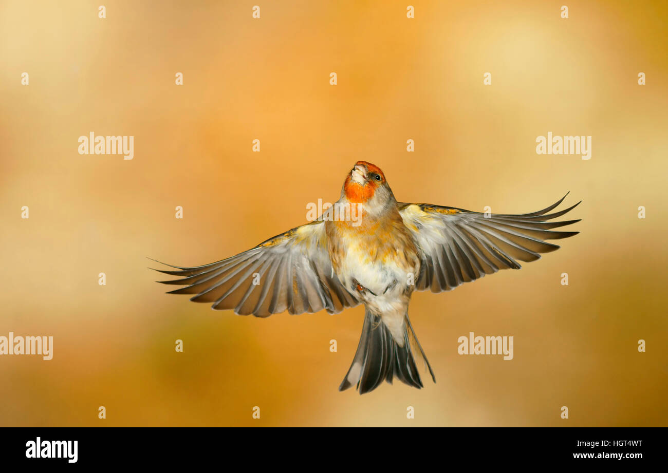 Domestic canary in flight hi-res stock photography and images - Alamy