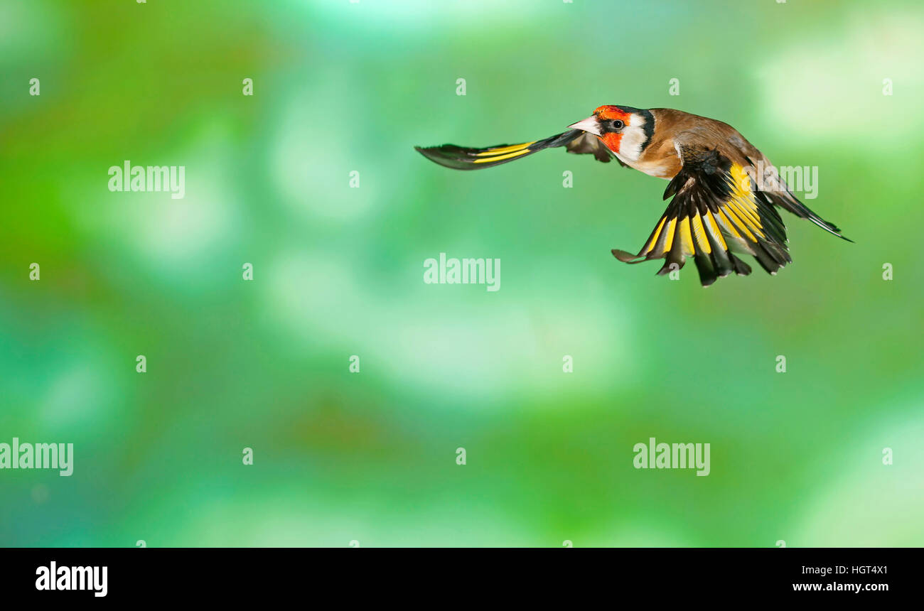 Goldfinch in flight hi-res stock photography and images - Alamy