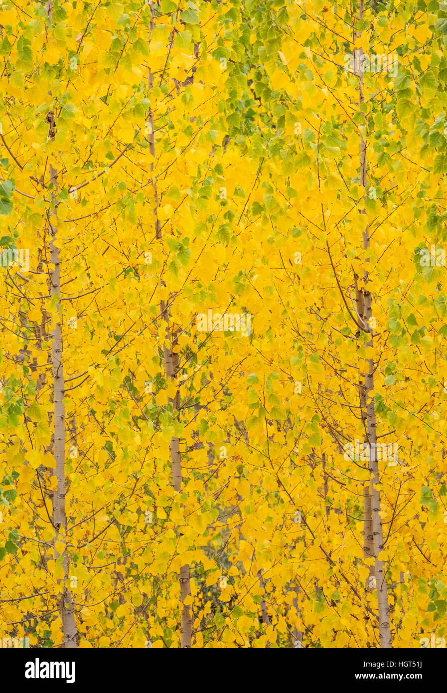 Yellow aspens (Populus tremula) in autumnal colours, cultivated for ...